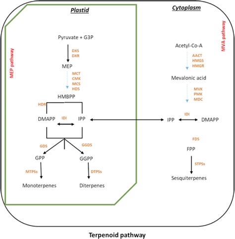 Biosynthetic Pathway Of Terpenoids Download Scientific Diagram