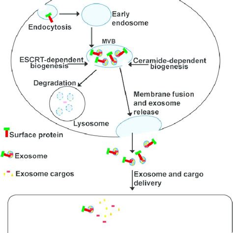 Schematic Of Mirna Maturation Mirna Denotes The Mirna Passenger