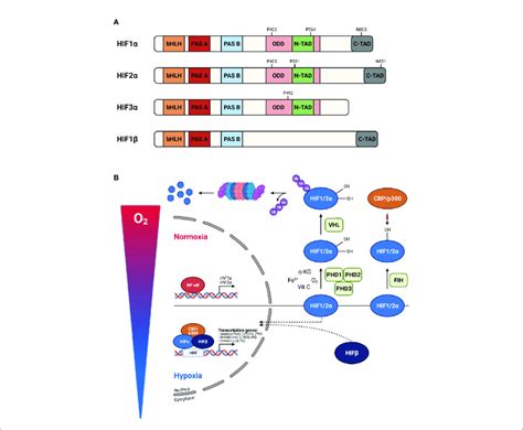 Protein Structure Of Hypoxia Inducible Factors Hifs A And Their