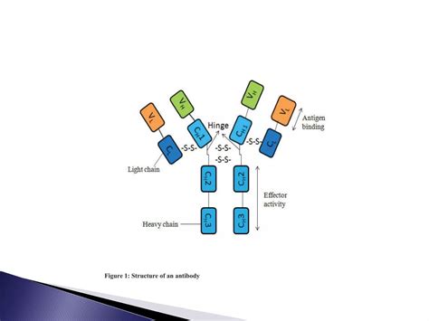 Phage Display Orginal Pdf
