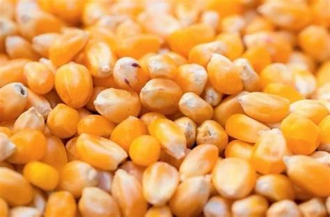 Hybrid Maize Grain Seed Packaging Type PP Bag Packaging Size 50 Kg At Rs 18 Kg In Wankaner