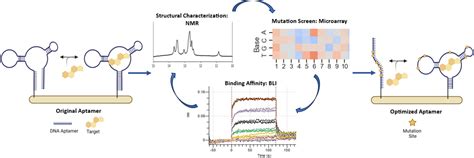 Rational Approach To Optimizing Conformation Switching Aptamers For Biosensing Applications