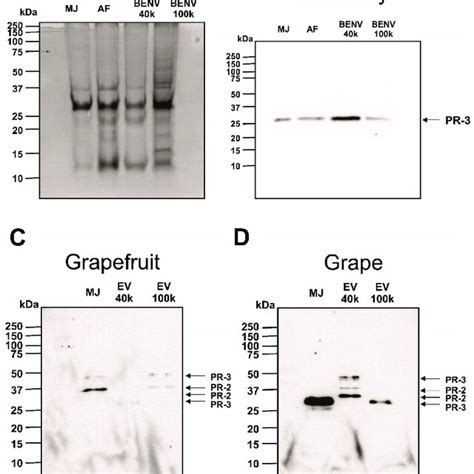 Analysis Of Proteins In Blueberry Derived Extracellular Nanovesicles
