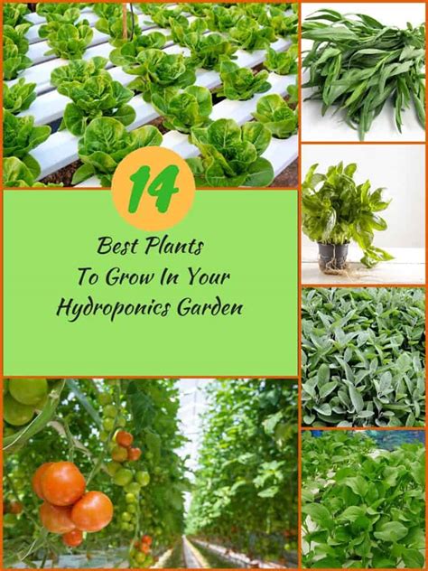 The Best Plants To Grow In Your Hydroponics Garden