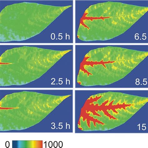 Successive Absorption Of The Herbicide Diuron Dcmu Into A Bean Leaf