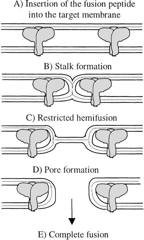 Rabies Virus Induced Fusion Pathway A The Initial Low Ph Induced