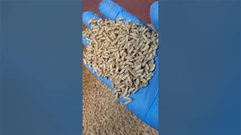 Бял червей🇮🇪 за стръв и захранка в разфасовки от 100 гр до 1кг 🤝20лв Голям кутия 🤝2 5лв 17 кг