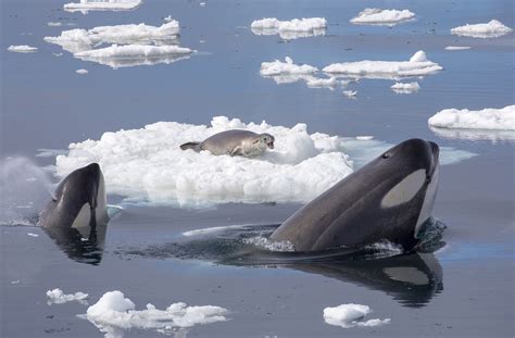 Con qué frecuencia las orcas atacan a los humanos Vista al Mar