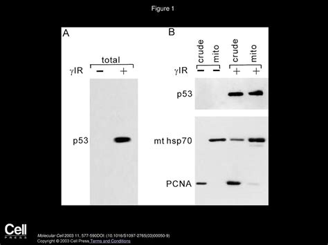 P53 Has A Direct Apoptogenic Role At The Mitochondria Ppt Download