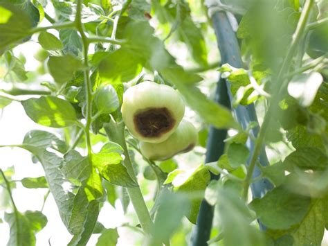 Arched Tomato Trellis How To Make A Tomato Arch Imp World