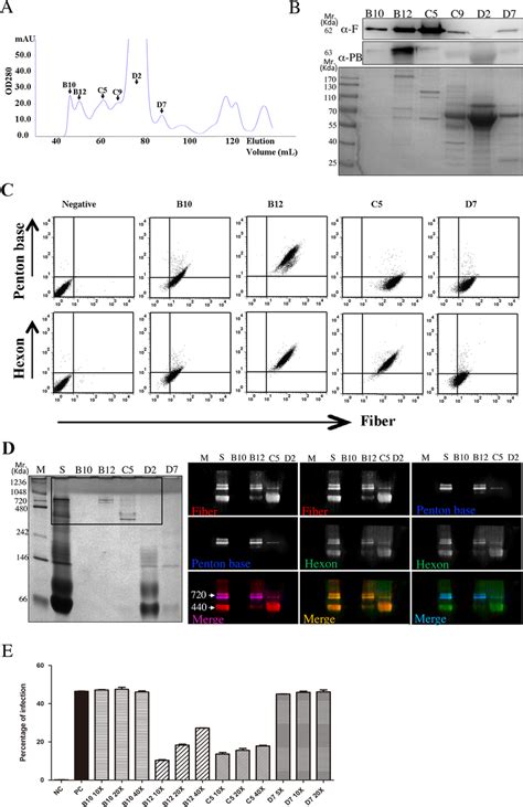Identification And Characterization Of Structure Protein Complexes In