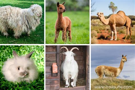 27 Types Of Wool Fabric What Is Wool Best Fabric Guide TREASURIE