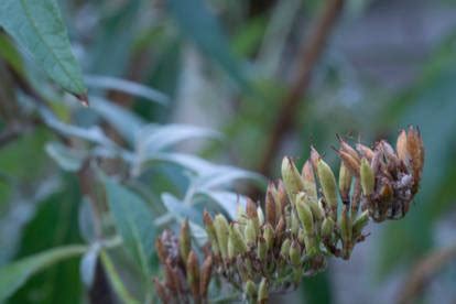 Explore The Best Buddleiaseeds Art Deviantart