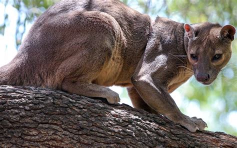 Fossa Madagascars Largest Predator