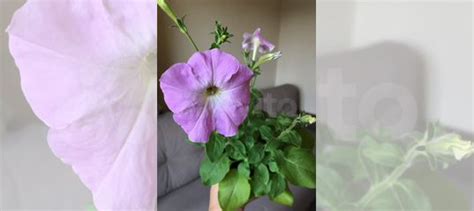 Рассада петунии купить в Красноярске | Товары для дома и дачи | Авито