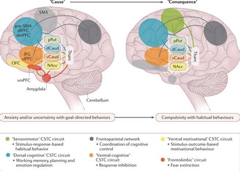 Cstc Circuit Patients With Ocd Show Significantly Increased Functional