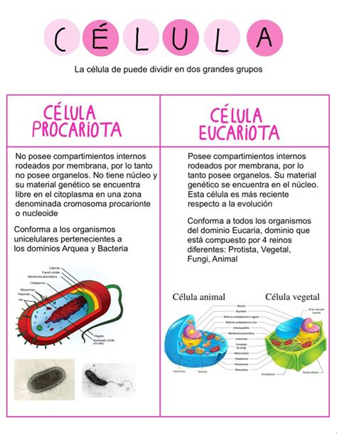 Pin De Vanina Lorena Guevara En Seres Vivos Procariota Y Eucariota