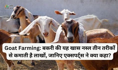Goat Farming बकरी की यह खास नस्ल तीन तरीकों से कमाती है लाखों जानिए