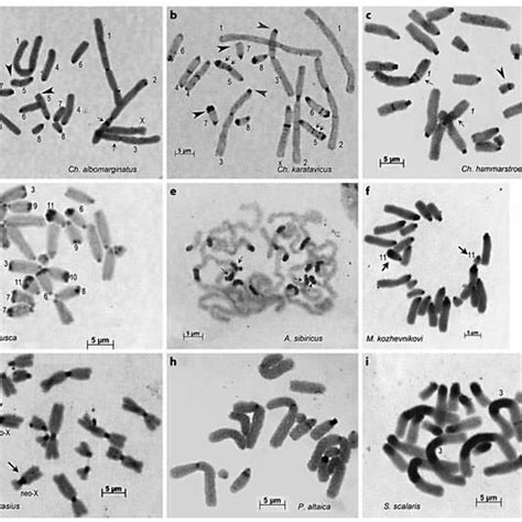 Chromosome Inversions In 2 Of The Analysed Species A Paracentric