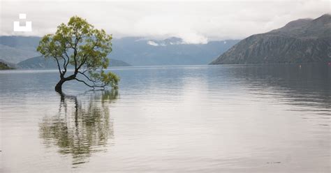 잔잔한 물에 녹색 잎이 달린 나무 사진 Unsplash의 무료 뉴질랜드 이미지