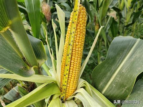 玉米授粉期一旦發生這幾種情況減產最嚴重 每日頭條