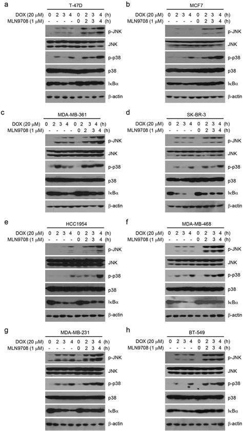 Mln9708 Inhibits Doxorubicin Dox Induced Iκbα Degradation In Breast