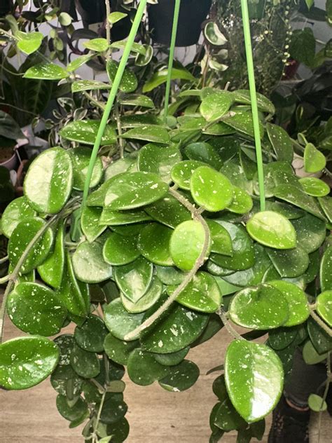 Hoya Mathilde Plant Room By Sykes