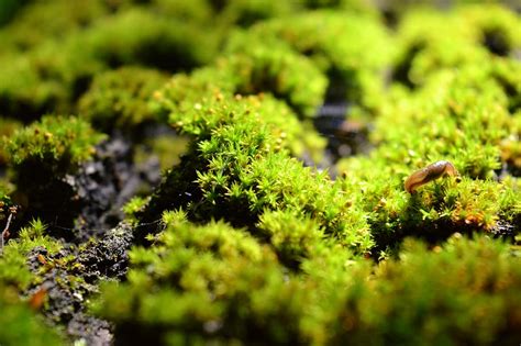 Hd Wallpaper Forest Moss Arrow Wheel Forestry Equipment Ponsse