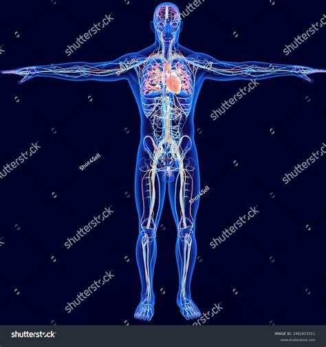 Cardiovascular System Human Más De 27240 Ilustraciones Y Dibujos De Stock Con Licencia Libres