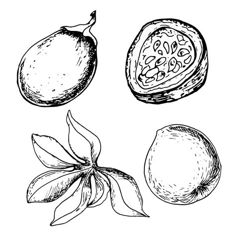 Set Of Tropical Passion Fruit And Leaves Vector Illustration Isolated On White Maracuja Sliced