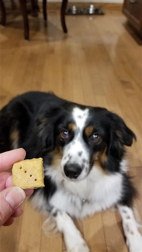 Super Simple Sweet Potato Dog Treats Recipe Allrecipes