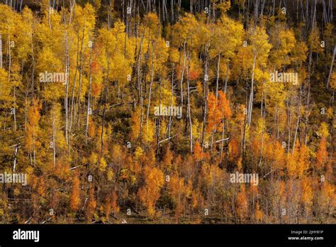 Autumn Colors Along Last Dollar Road Telluride Colorado Stock Photo