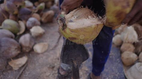 Drawing Of A Sharp Tool Cutting Coconuts Stock Video Video Of Food Brown 308580829
