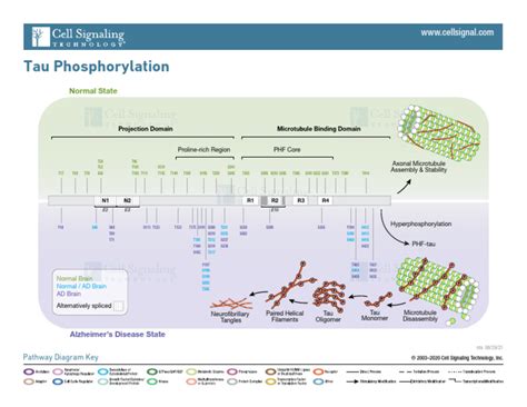 Tau Phosphorylation Pdf Structural Biology Macromolecules