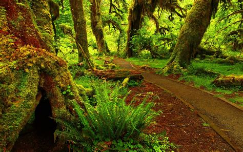 Landscape Nature Beautiful Forest Area Wild Sky Landscapes