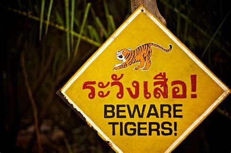 Beware Tigers Art Prints By Russell Greenwood Redbubble