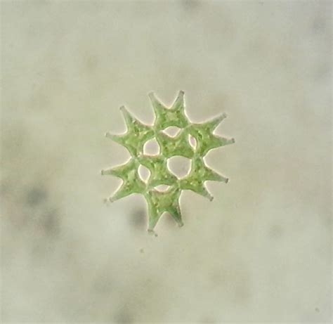 Algae Isolation And Identification Researchgate