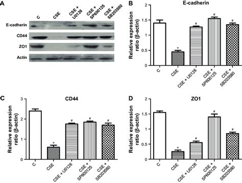 Protein Expression Of Epithelial Cell Differentiation Markers