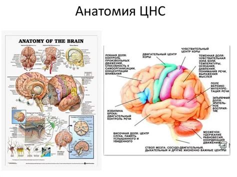 Анатомия строение физиология