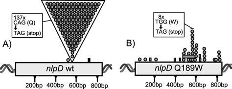 Extreme Mutation Hotspot In Bacteria Discovered With High Mutation