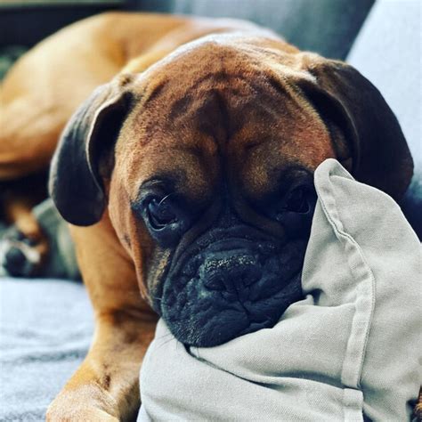 Premium Photo Unser Liebling Carlos Auf Der Couch Beim Schlafen