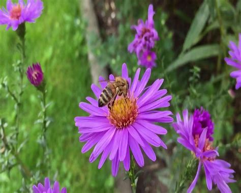 Pollen Detection 2 Object Detection Dataset And Pre Trained Model By