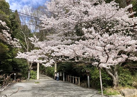 神道山黒住教の総本山動く歩道と自然が楽しめる岡山市北区 岡山スタイル