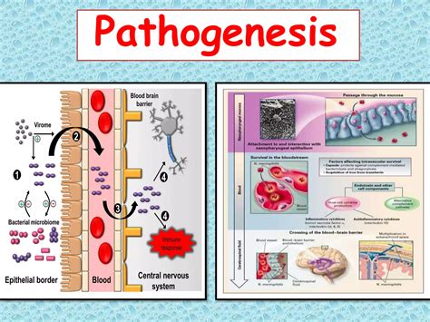 Cns Infection 2019 Ppt