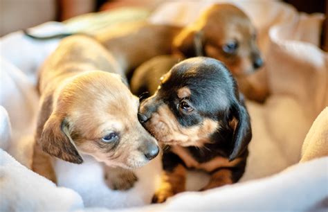 The Fight Against Canine Cancer │ Puppy Up Foundation Doobert