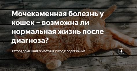 Мочекаменная болезнь у кошек – возможна ли нормальная жизнь после ...
