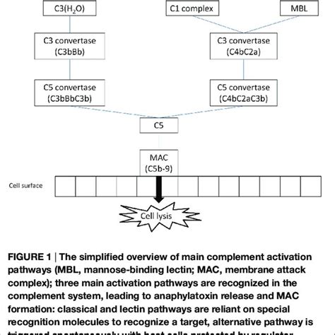 Schematic Representation Of The Complement Pathways Activation Of The Download Scientific