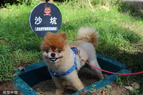 文明养犬引热议 狗狗和人其实并不难友好相处 搜狐大视野 搜狐新闻