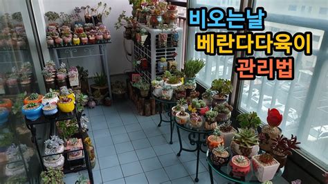 다육이♡ 비오는날 베란다다육이 관리법💓💓 저면관수 해준 다육이 관찰💓💓 Youtube