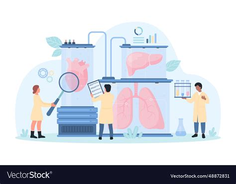 Bioartificial Human Organ For Transplantation Vector Image